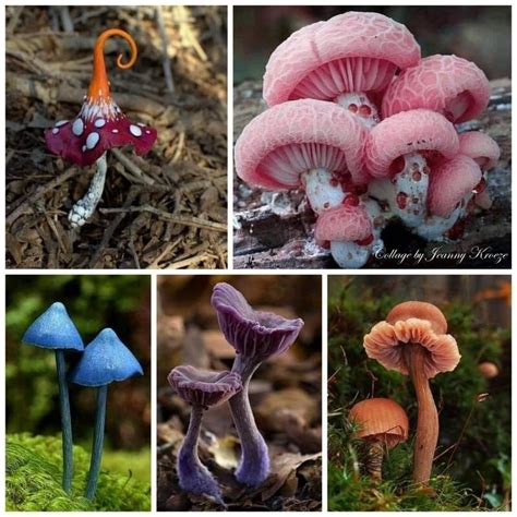 Tipos De Hongos Artofit