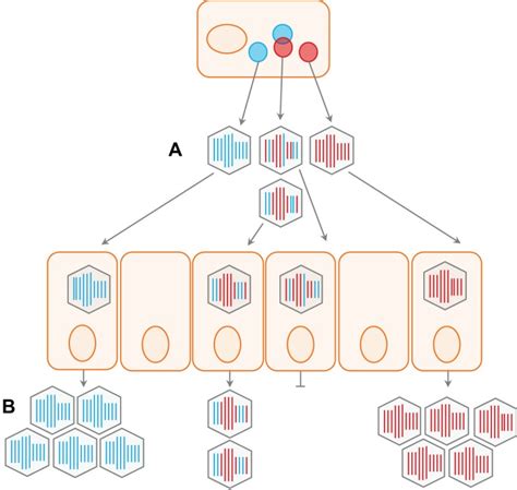 Its In The Mix Reassortment Of Segmented Viral Genomes Pmc