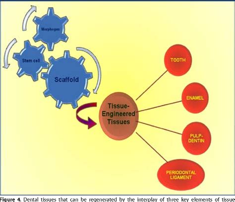 Figure 4 From Current Strategies And Applications Of Tissue Engineering In Dentistry A Review