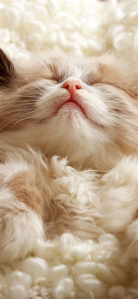 Fluffy Wallpaper 4k Cute Kitten Furry Cozy