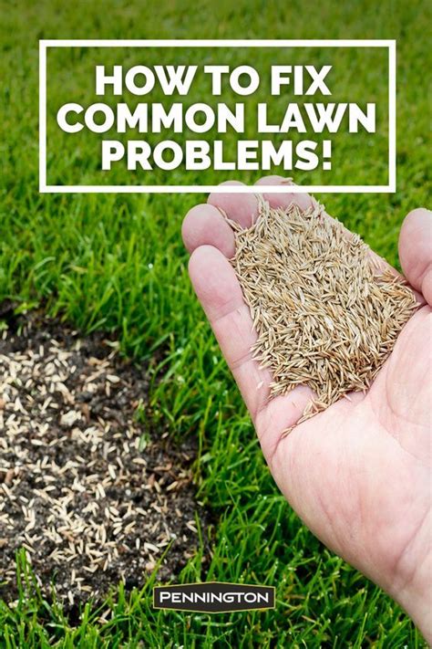 How to Fix the Most Common Lawn Problems in 2024 | Lawn problems, Lawn care tips, Lawn care
