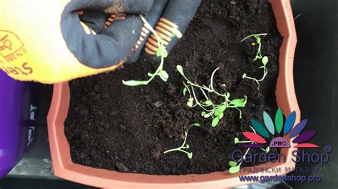 Как да си направим разсад за цветя Youtube