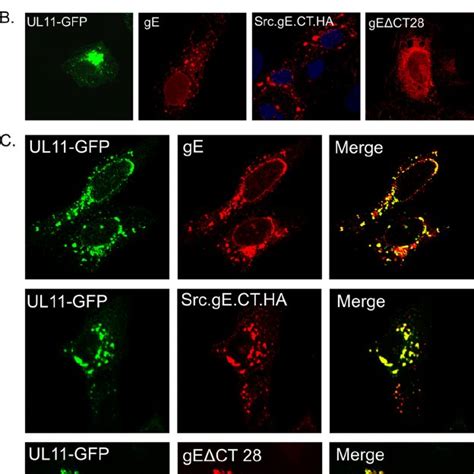 Split Luciferase Complementation Based Strategy For Detection Of Download Scientific Diagram