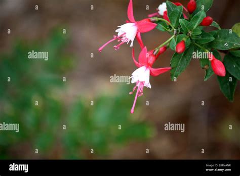 Alice Hoffman Fuchsia Alice Hoffman Plant With Red And White Flowers Pix Sshukla Stock