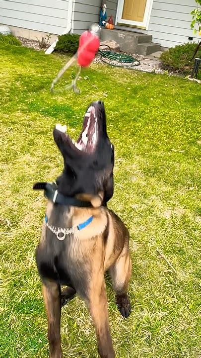 Happy Puppy Chomp Searchdog Malinois Workingdog Youtube