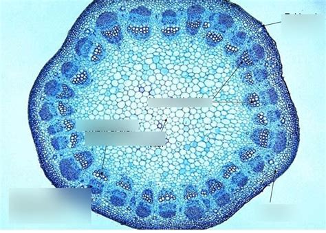 Vascular Tissue In Plants Vascular Cambium Wikipedia