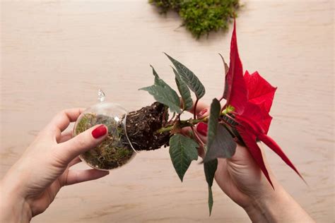 7 растений которые должны быть в каждой квартире ведь они исцеляют