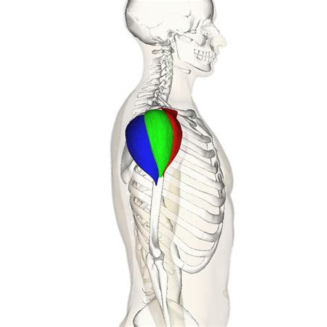 Bodybuilding Anatomy Dot Com