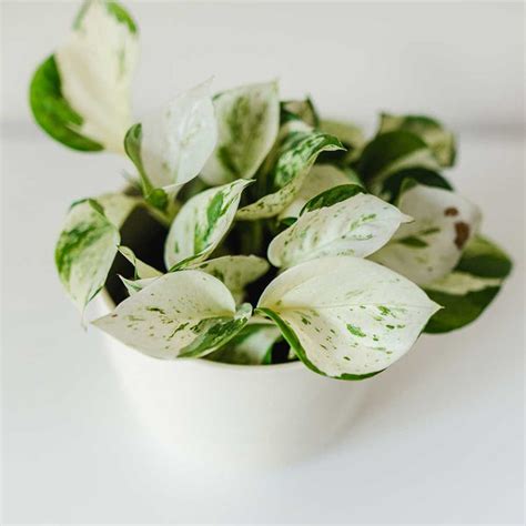 15 25cm Epipremnum Happy Leaf Pothos 12cm Pot House Plant Plants