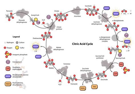 Citric Acid Cycle Concept Map Map