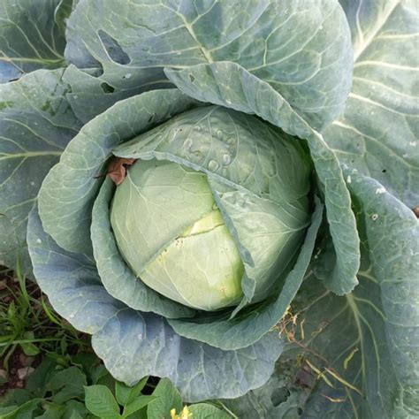 Cabbages Feast