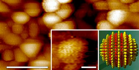 Figure 1 From Sequence Based Prediction Of Single Nucleosome Positioning And Genome Wide