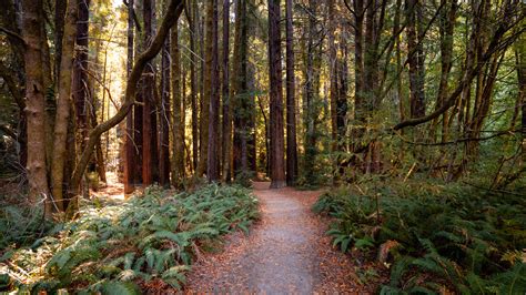 Hiking Big Hendy Grove In Hendy Woods State Park California