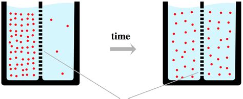 Diffusion Demonstration