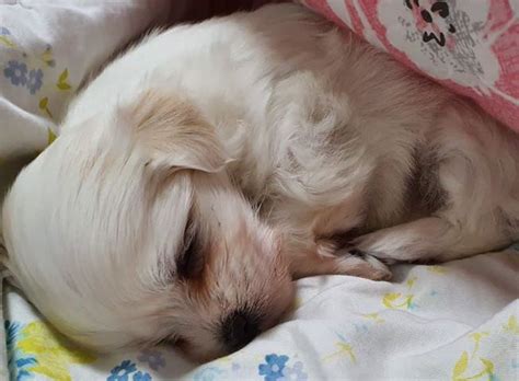 강아지분양 말티츄시츄믹스2개월접종1차중성화×병력×서울인천책임비8 특징 애교도많고