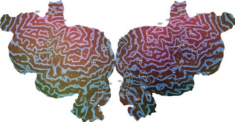 Plot RGB Volume Data Pycortex Dev Documentation