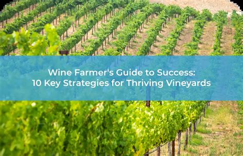 Wine Farmers 10 Key Strategies For Thriving Vineyards
