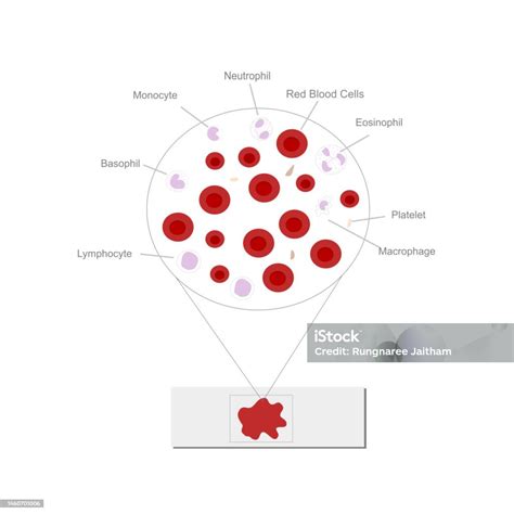 혈소판 적혈구 및 백혈구 의 초점도를 보여주는 슬라이드의 혈액 샘플에서 다양한 혈액 세포 유형의 혈액 세포 사진 건강 진단에 대한 스톡 벡터 아트 및 기타 이미지 Istock