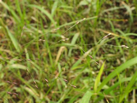 Panicum Sumatrense · Inaturalist United Kingdom