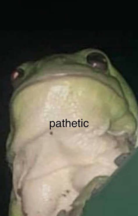 Funny Frog Meme Pathetic Frog Sitting On Head