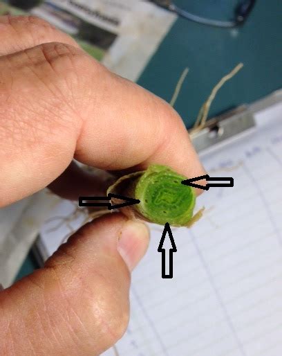 Veg Ipm Update Allium Leaf Miner 04 06 18 — Plant And Pest Advisory