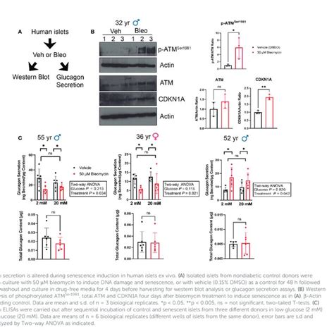 Scrna Seq Analysis Of A Cells In Nod Mice A Dot Plot Transcriptional Download Scientific