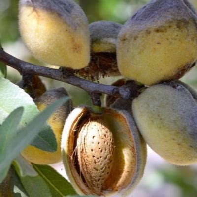 Миндаль Форос: описание сорта, характеристики, особенности посадки и ...