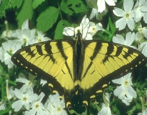 Gaussian Filtered Image Download Scientific Diagram