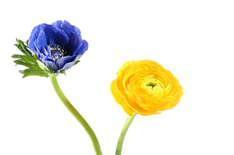 우크라이나 국기의 색상에 두 개의 Ranunculus 꽃 복사 공간 흰색 배경에 고립 된 파란색과 노란색 꽃 식물에 대한 스톡