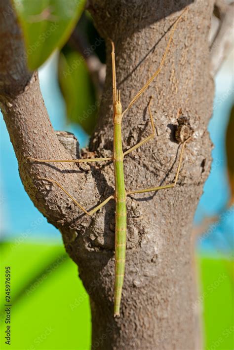 Phasme Gaulois Insecte Brindille Ou Tige Spécialiste Du Camouflage