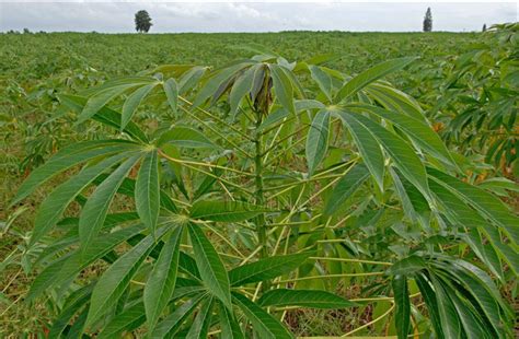 Cassava Flour Processing In The Democratic Republic Of The Congo Its