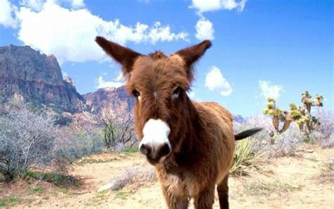 Fondos De Pantalla De Burros Fondosmil