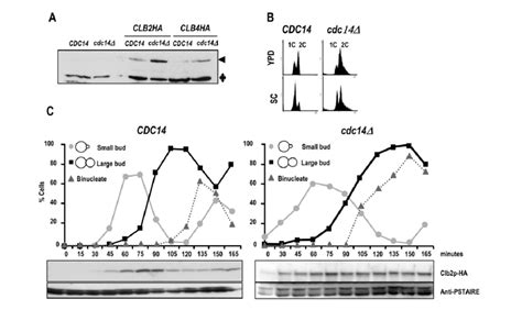 Cdc14 Cells Show Upregulated Levels Of B Cyclins A Protein Extracts