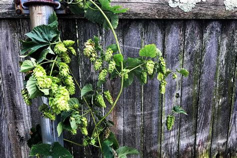 How To Grow Hops At Home • Hop Culture
