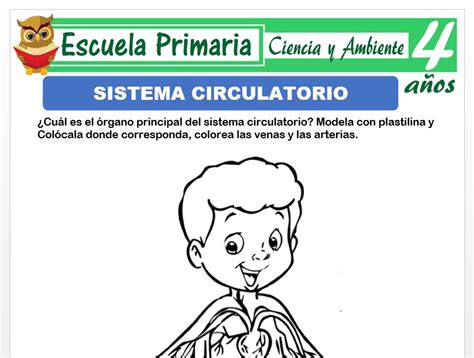Aparato Circulatorio Para Colorear