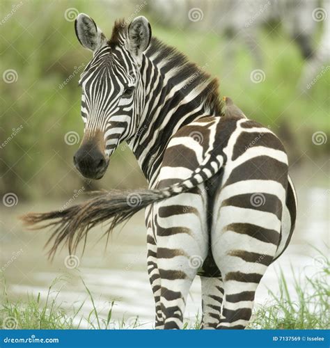 Zebra Looking Into Camera In Umfolozi Game Reserve South Africa