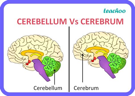 Cerebrum And Cerebellum