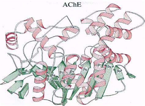 The Secondary Structure Of Ache The β Sheets Are Shown In Green And