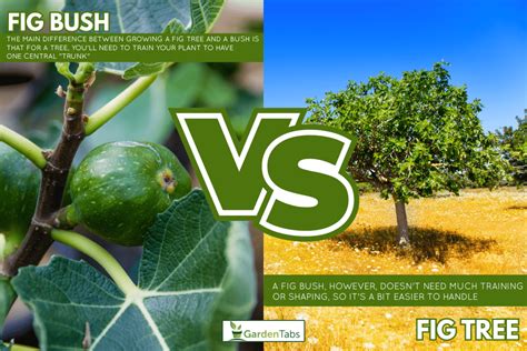 Fig Bush Vs Fig Tree How To Grow Your Fig