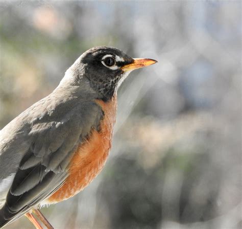 The Tale Of The Nosy Robin Reading Material For Your Edification