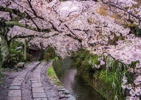 Philosophers Path In Kyoto Seasonal Sights And Shops Along The Famous