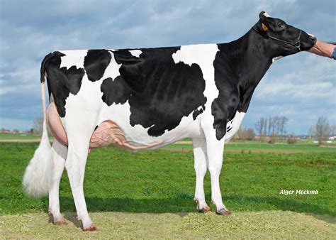 American Cow Breeds
