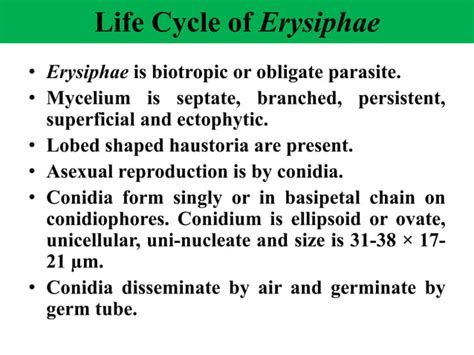 Life Cycle Of Pythium Albugo Erysiphe Claviceps Ustilao And