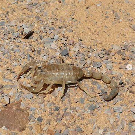 რა უნდა იცოდეთ მორიელის შესახებ მასთან იდეალური ურთიერთობა რომ