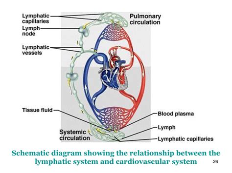 Map 4212 Anatomy And Physiology Iii Ppt Download