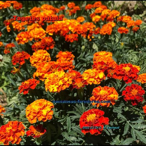 Tagetes Patula Marigold Seeds