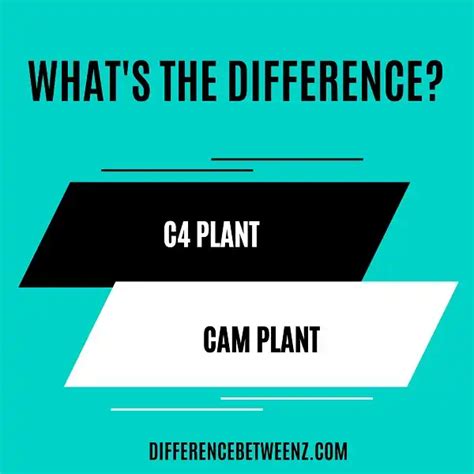 Difference Between C4 And CAM Plants Difference Betweenz