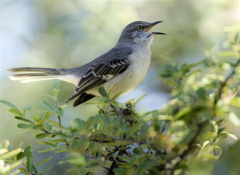 Northern Mockingbird Mimus Polyglottos