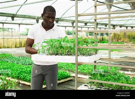 Afro Man Stacking Crates With Seedlings In Greenhouse Stock Photo Alamy