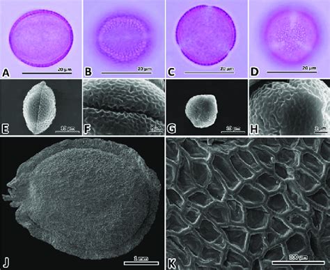 Pollen Light Microscope